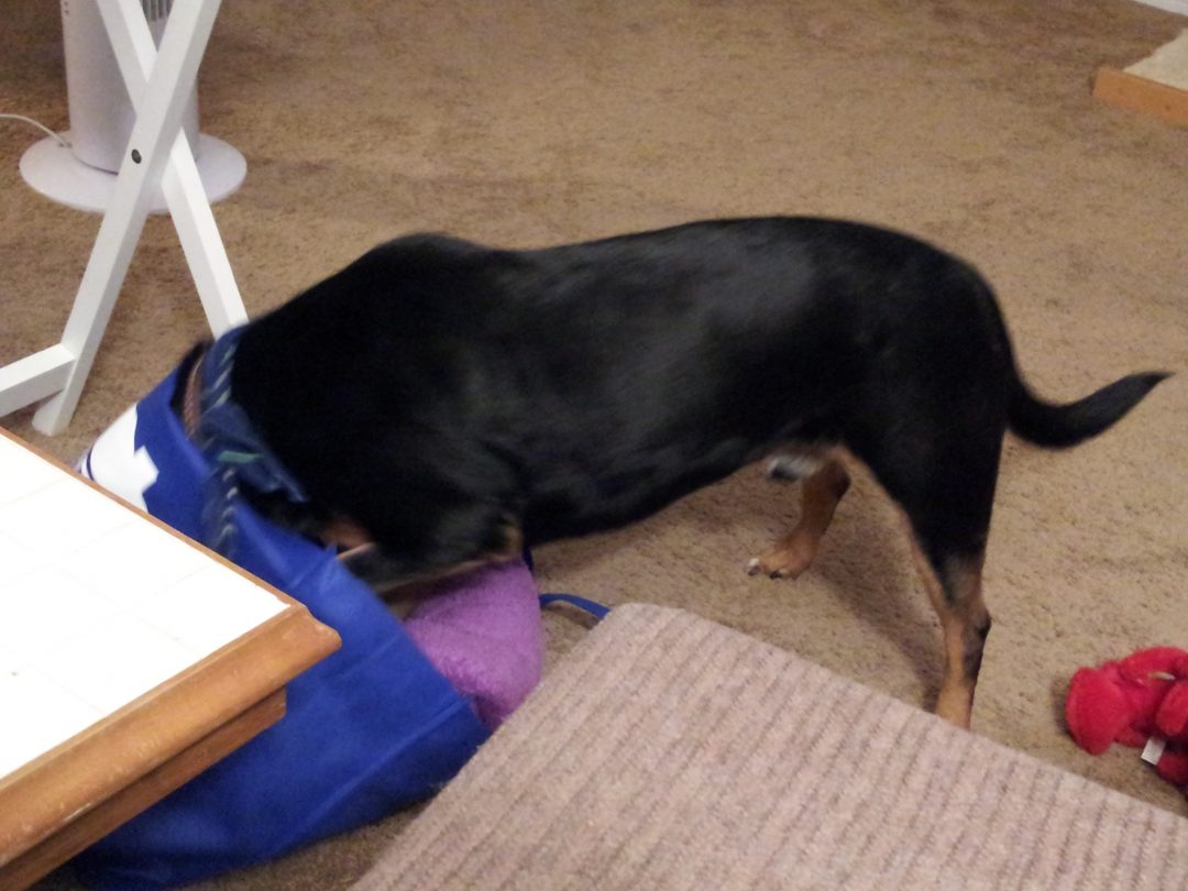 Show Off Your Dog's Waistline: Kato - Guardian Pet Sitters®